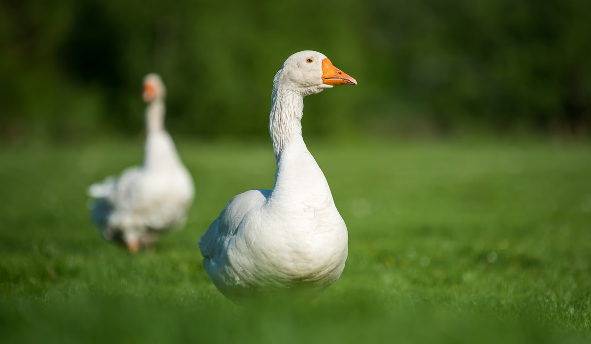 How to Keep Geese Cool in Summer – 10 Tips - The Hip Chick