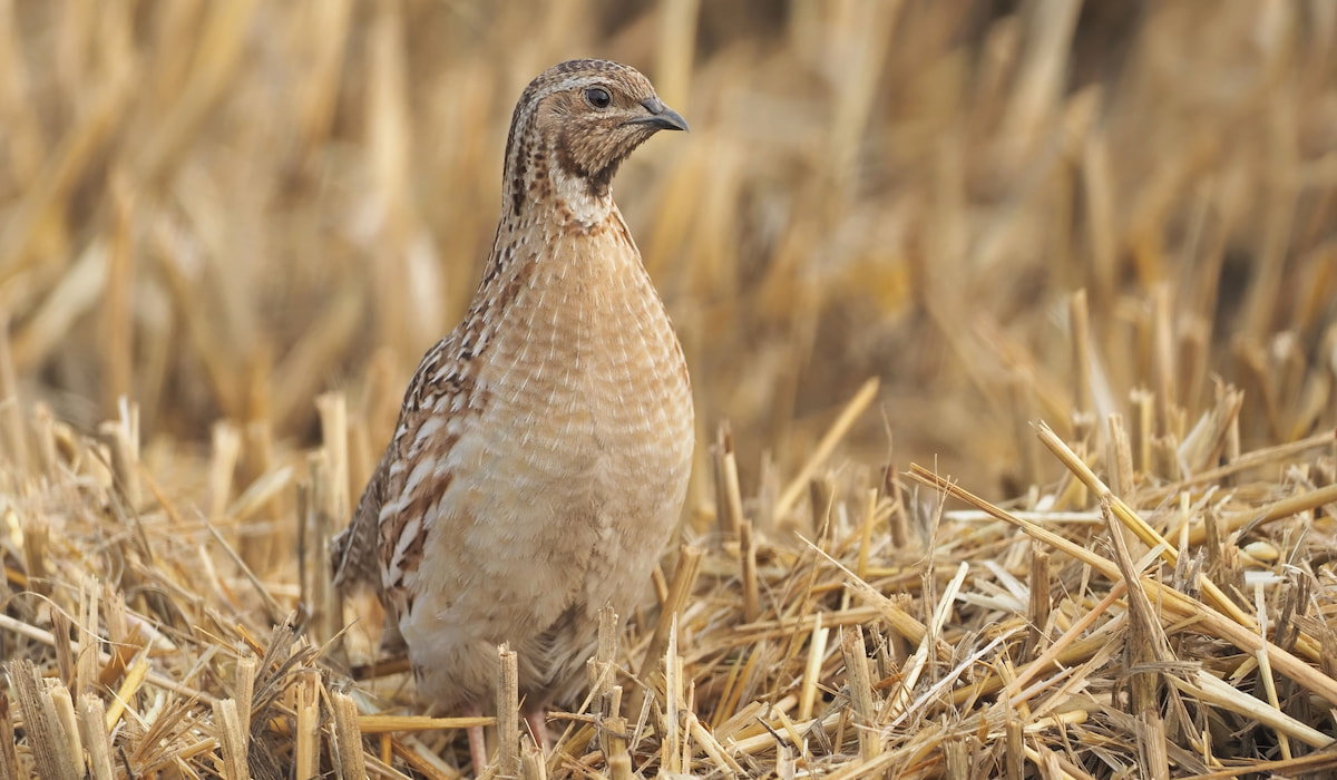 Quail Breeds - The Hip Chick