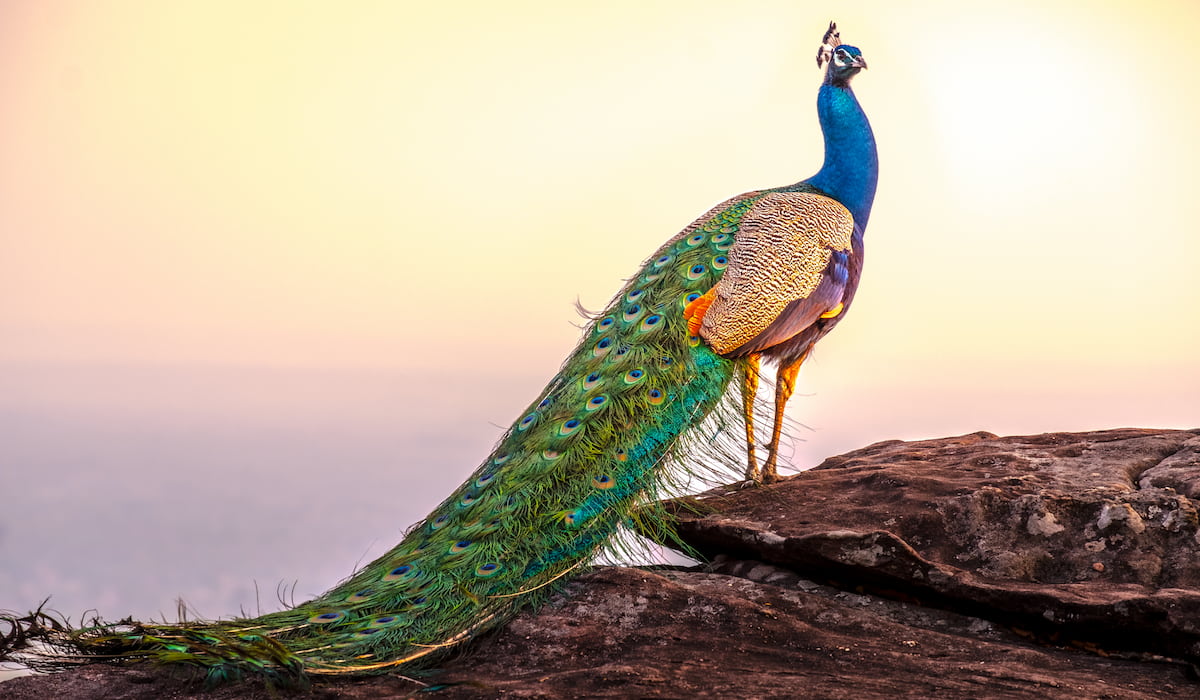 11 Things Peacocks Are Good For - The Hip Chick