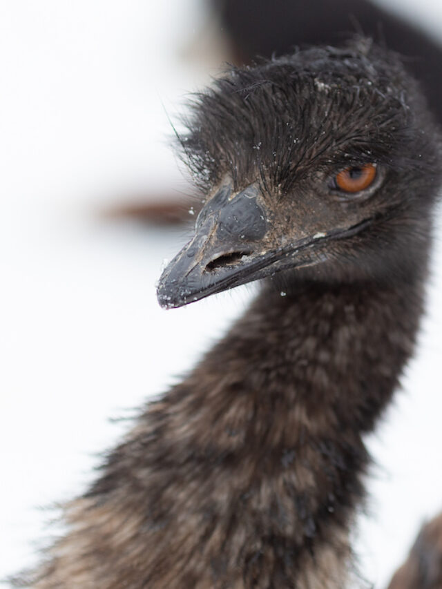 Can Emus Live in Cold Weather? - The Hip Chick