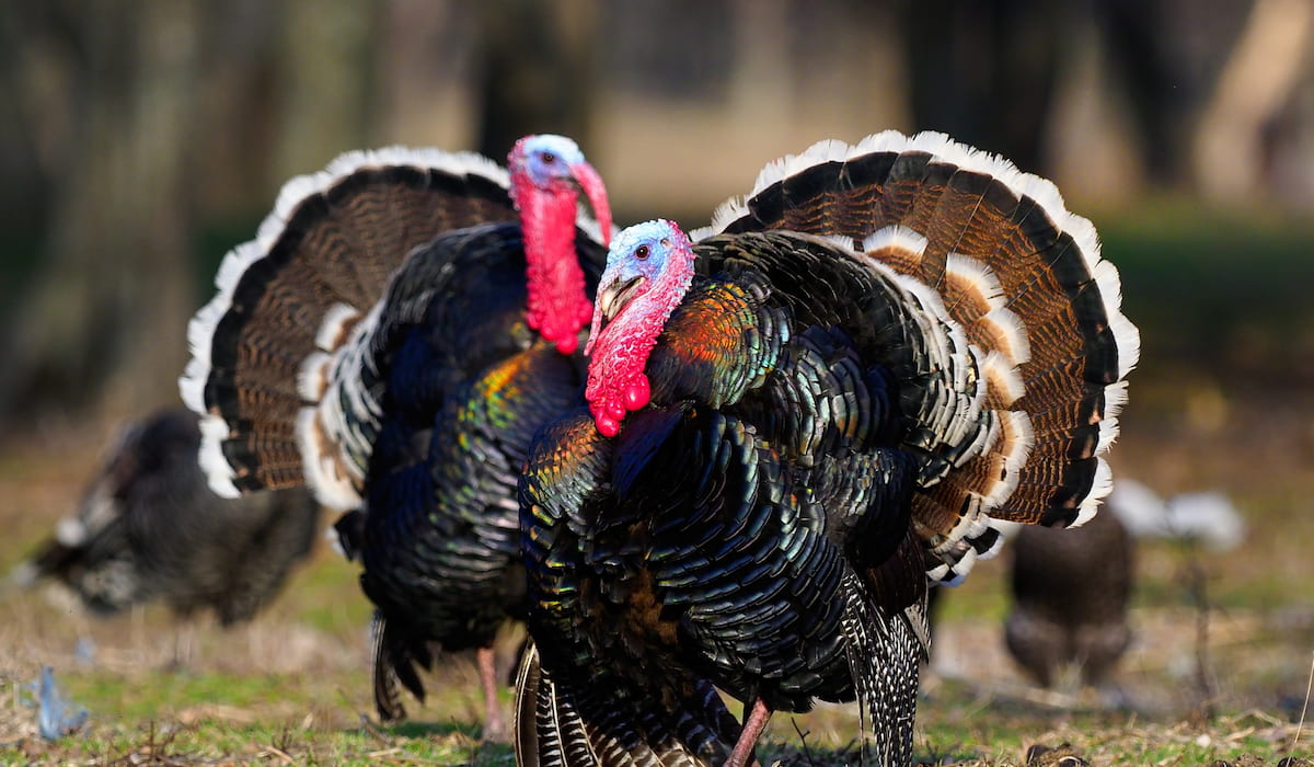 Will a Turkey Drown in the Rain? - The Hip Chick