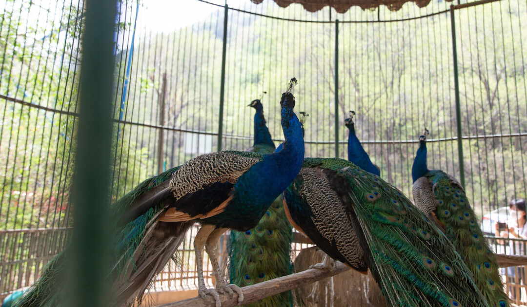 How to Keep Peacocks Cool in Summer – 9 Tips - The Hip Chick