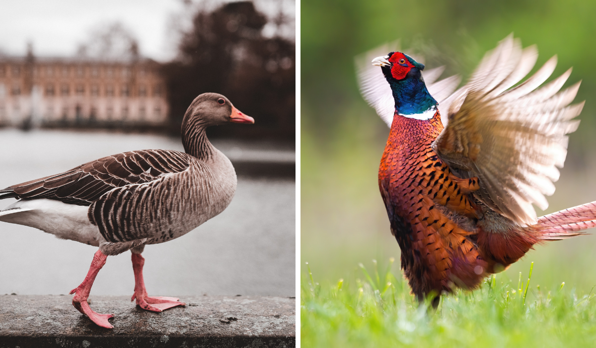 Can Ducks and Pheasants Live Together - The Hip Chick