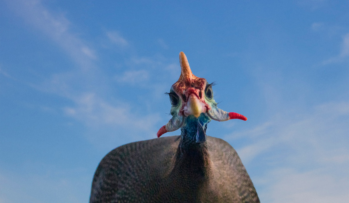 Guinea Fowl Growth Stages - The Hip Chick
