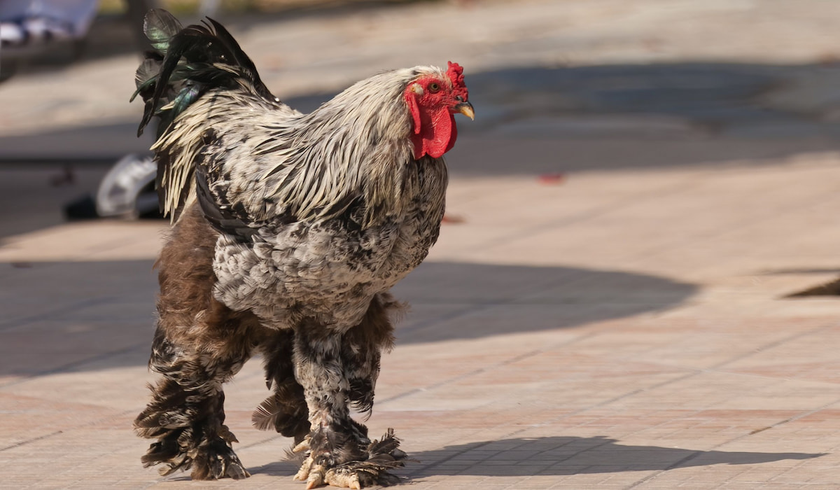 Bantam Chicken Breeds - The Hip Chick
