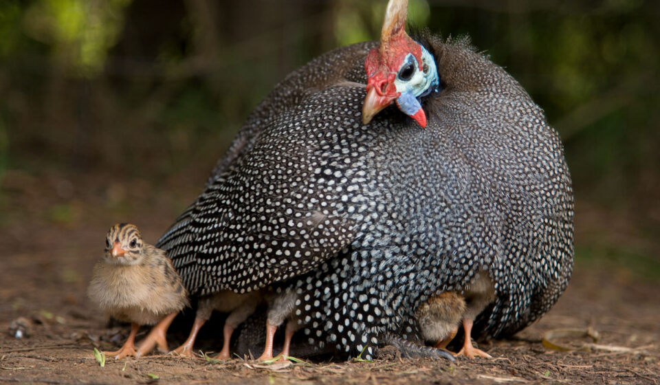 Guinea Fowl Growth Stages - The Hip Chick