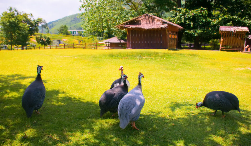 How to Keep Guineas Cool in Summer - 7 Tips - The Hip Chick