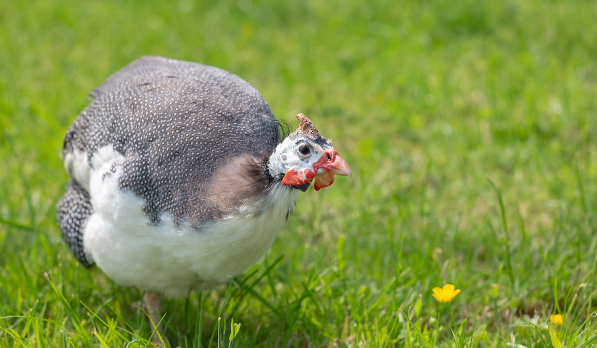 Can Guinea Fowl Eat Bread? - The Hip Chick
