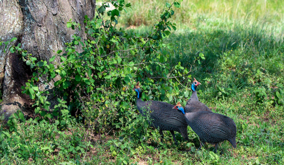 Why Guinea Fowl Love Ticks (and 7 Other Bugs They Eat) - The Hip Chick