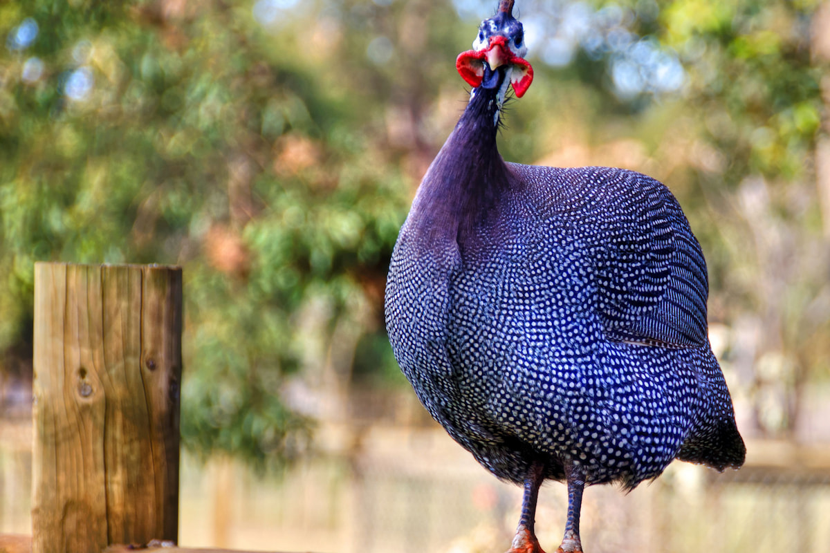 How to Keep Guineas Cool in Summer - 7 Tips - The Hip Chick