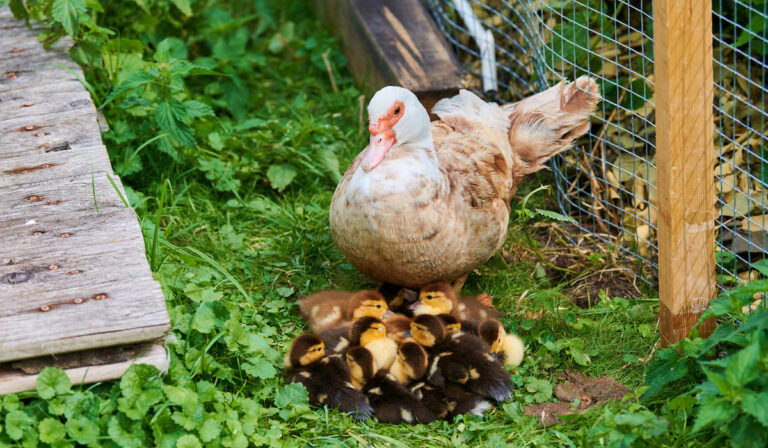 9 Yellow Duck Breeds - The Hip Chick