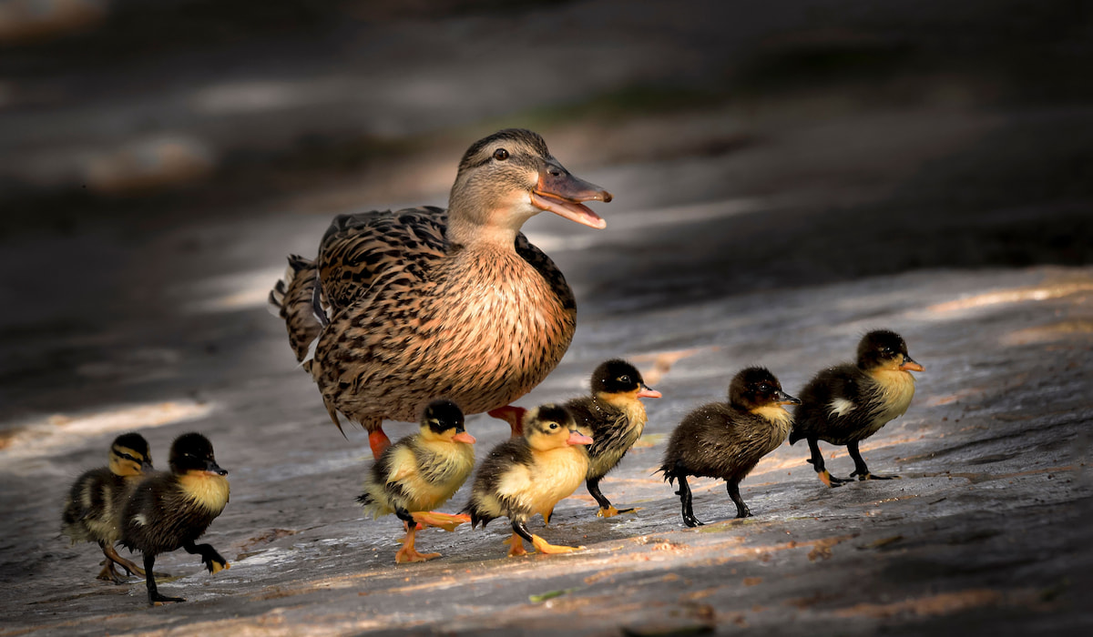 9 Yellow Duck Breeds - The Hip Chick