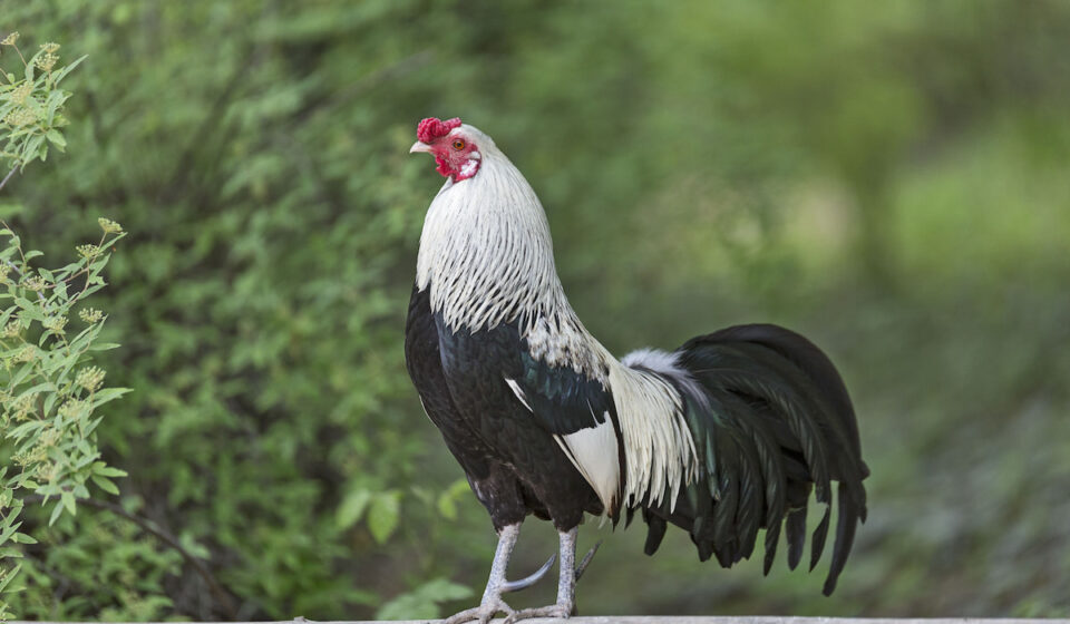 Bantam Chicken Breeds - The Hip Chick