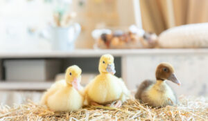 9 Yellow Duck Breeds - The Hip Chick