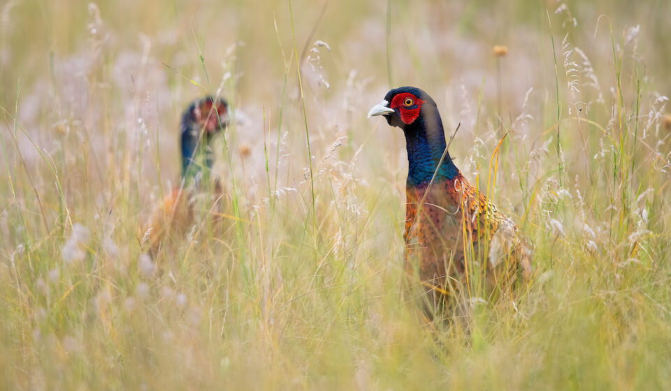 Do Pheasants Lay Eggs? - The Hip Chick