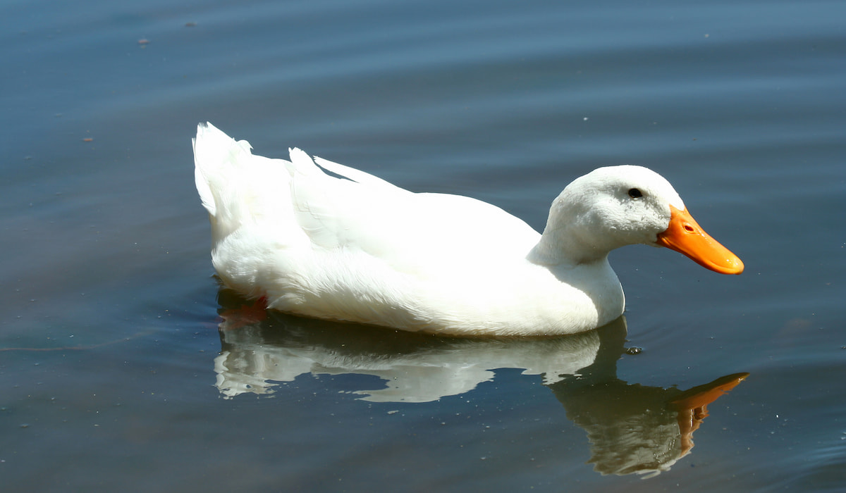 420+ White Duck Names for Males and Females - The Hip Chick