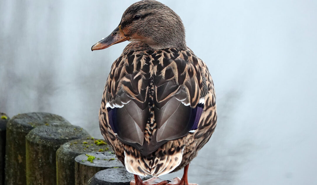 Types of Mallard Ducks — Are There Different Breeds of Mallard Ducks ...