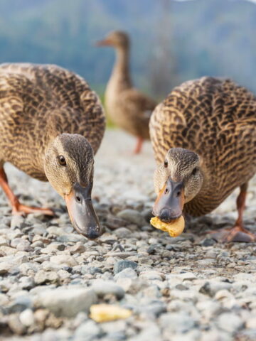 Female Duck Names - The Hip Chick