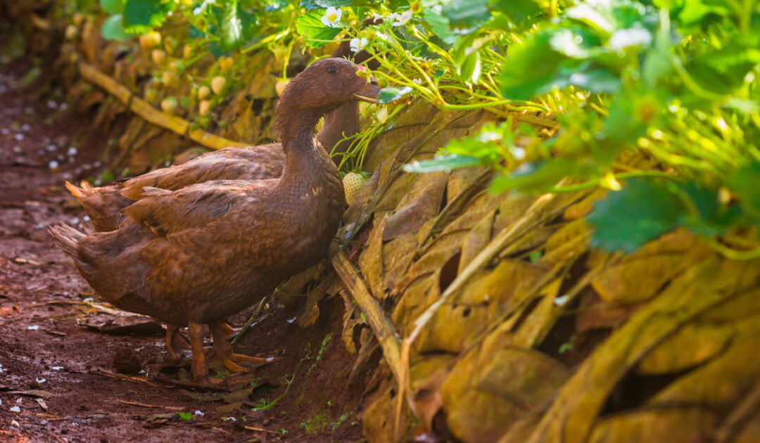 Can Ducks Eat Strawberries? - The Hip Chick