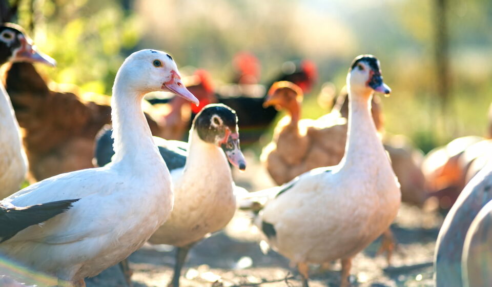 11 Best Vegetables for Ducks and Ducklings - The Hip Chick