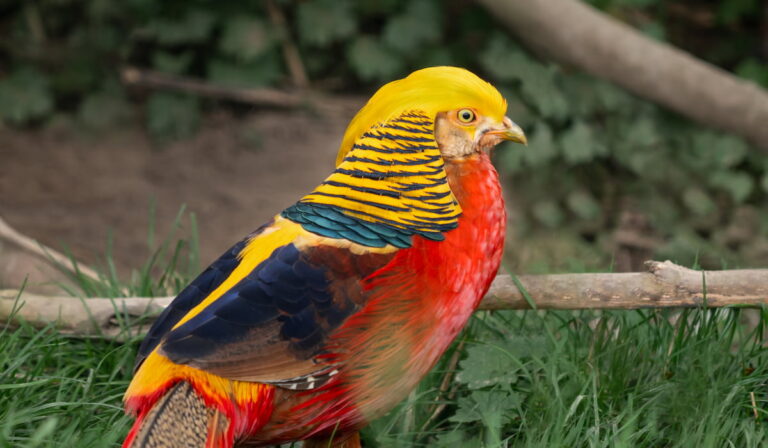 11 Most Beautiful Pheasants - The Hip Chick