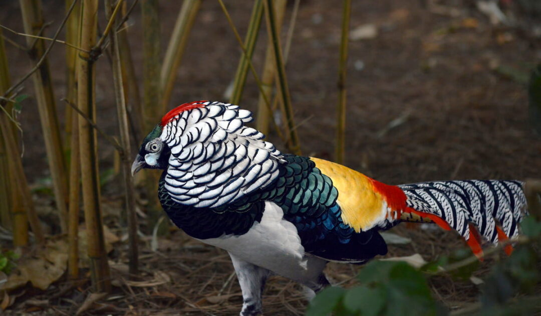 11 Most Beautiful Pheasants - The Hip Chick