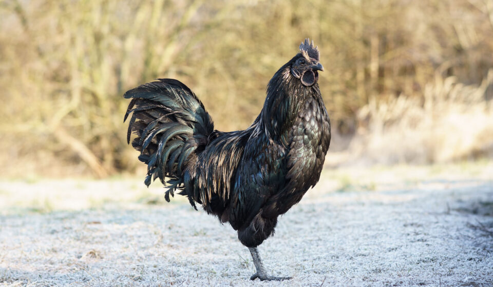 Ayam Cemani Breed Profile - The Hip Chick