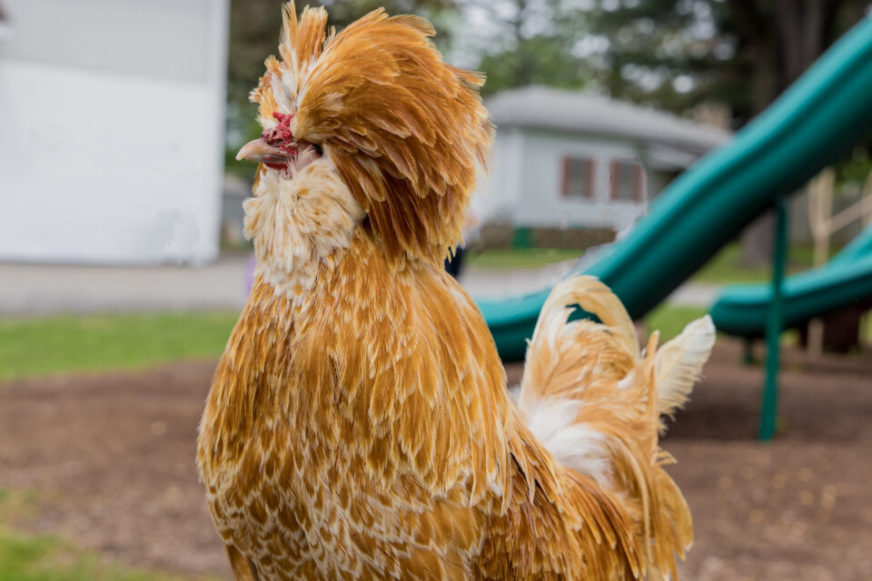 Polish Chicken Breed Profile - The Hip Chick