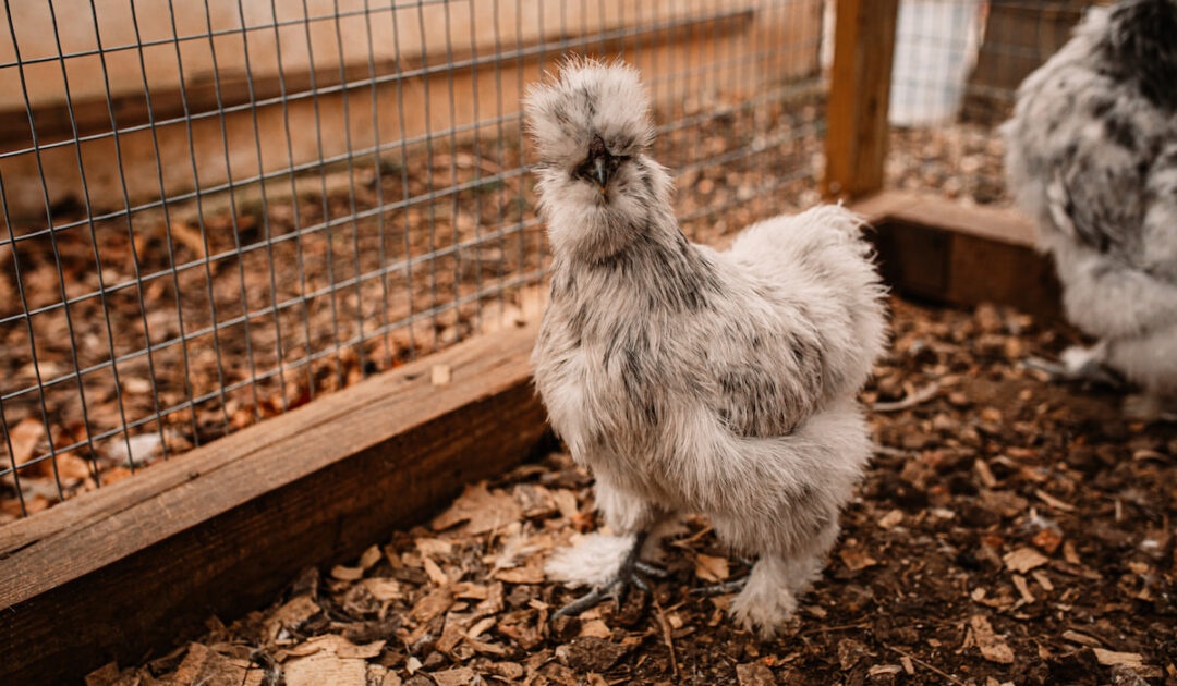 Silkie Breed Profile - The Hip Chick