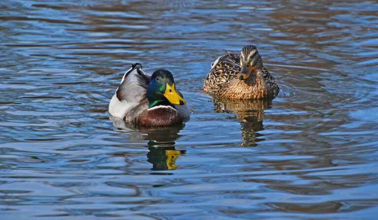 Types of Mallard Ducks — Are There Different Breeds of Mallard Ducks ...
