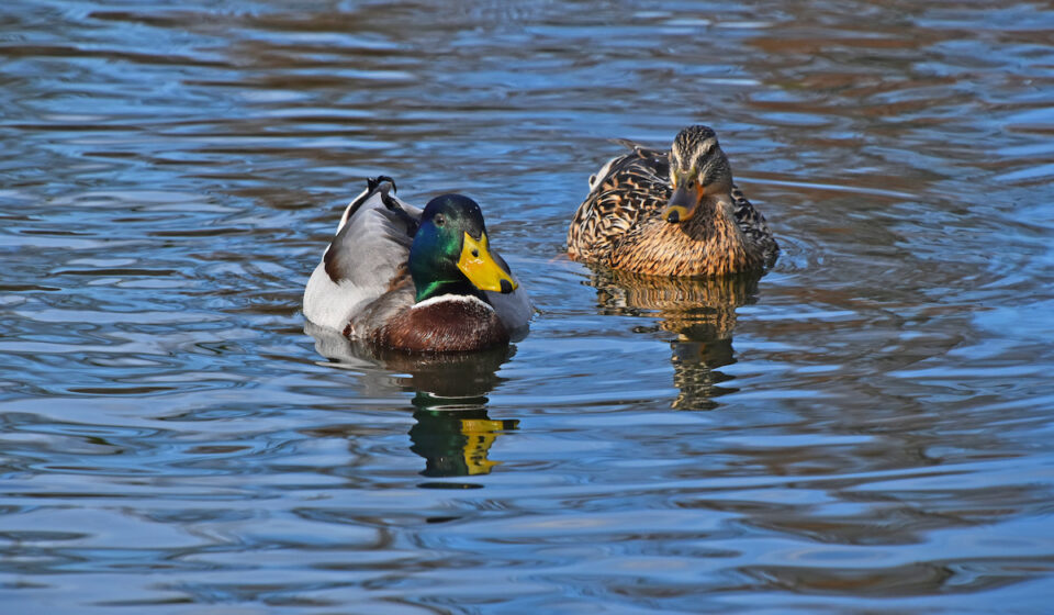 Types of Mallard Ducks — Are There Different Breeds of Mallard Ducks ...