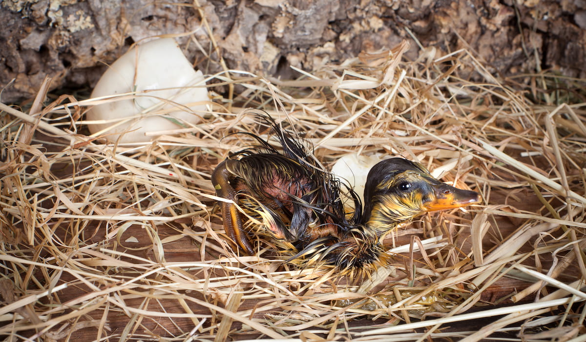 How Long Does it Take for Duck Eggs to Hatch? - The Hip Chick