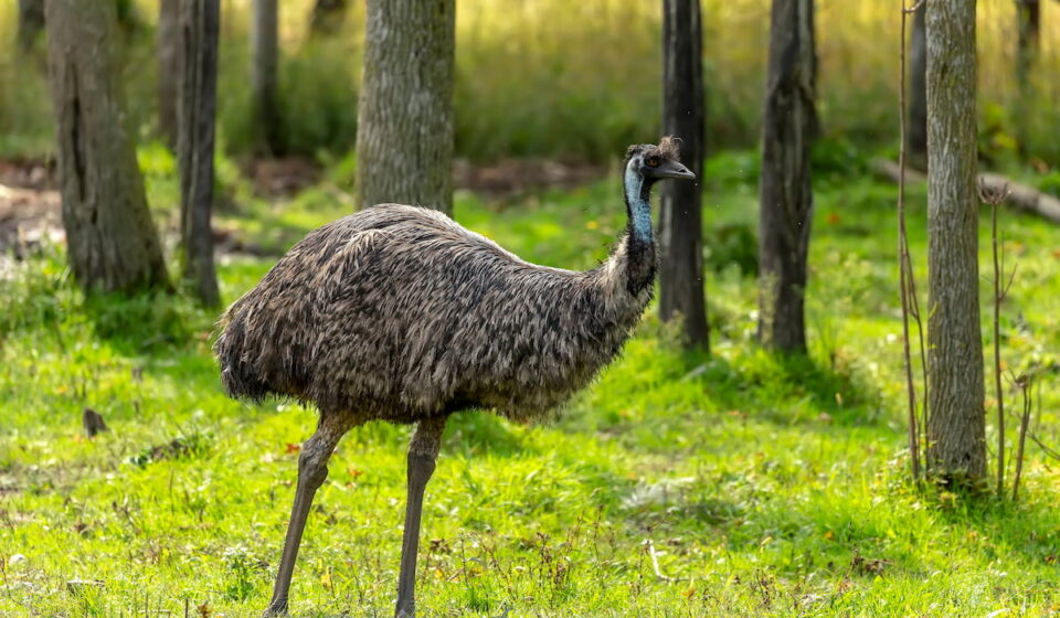 Do Emus Lay Eggs? - The Hip Chick