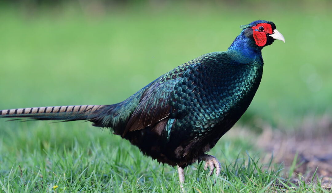 11 Most Beautiful Pheasants - The Hip Chick