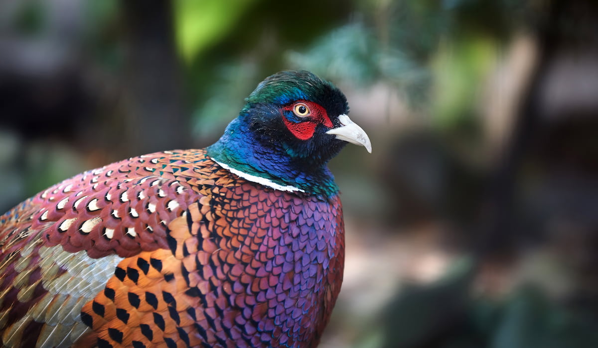11 Most Beautiful Pheasants - The Hip Chick