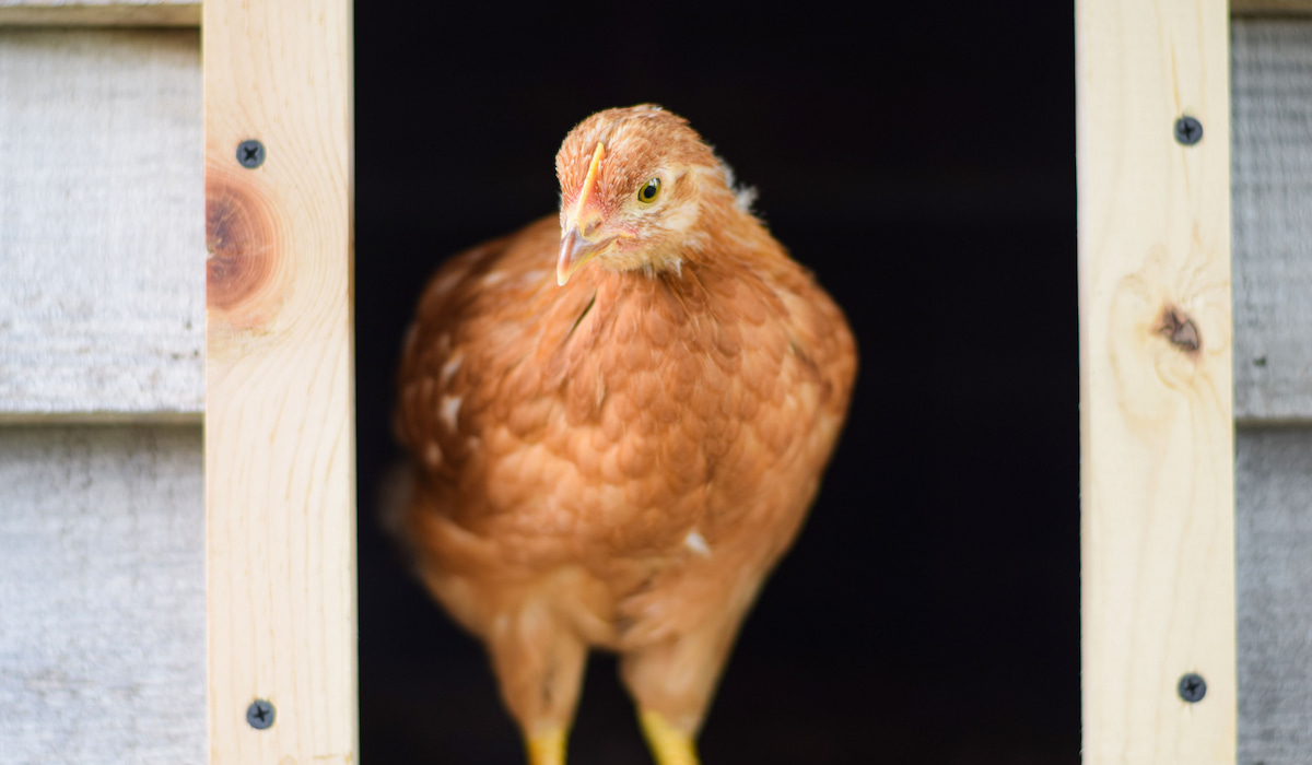 Golden Comet Chicken Breed Profile - The Hip Chick