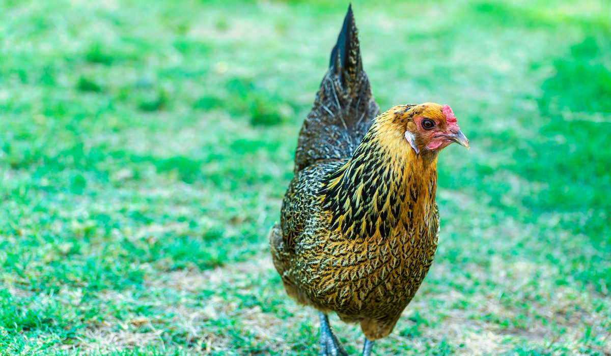 11 Best Laying Hens for North Carolina - The Hip Chick
