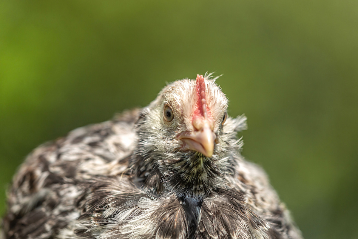 Swedish Flower Hen Breed Profile - The Hip Chick