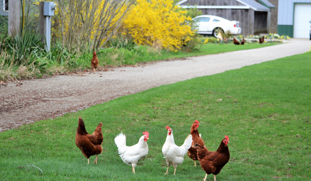 5 Best Egg Laying Chickens for Southern California - The Hip Chick