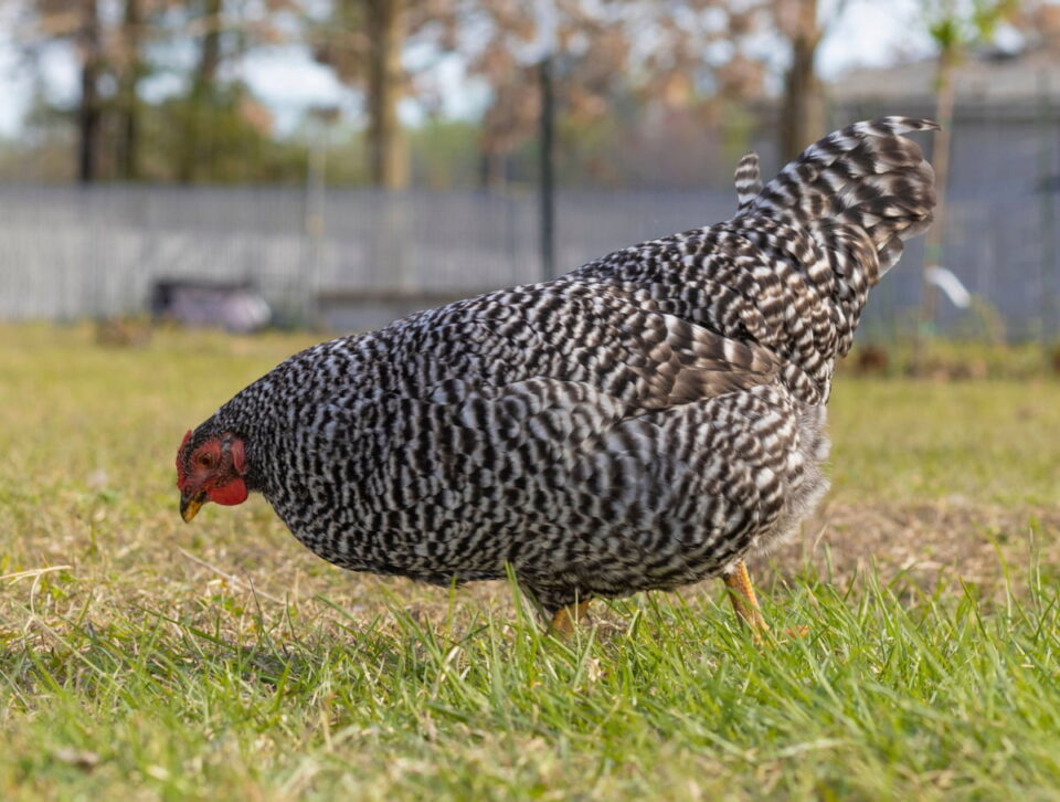 Dominique Chicken Breed Profile - The Hip Chick