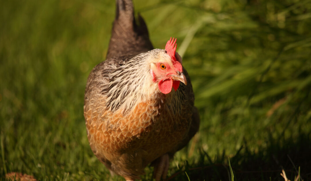 Campine Chicken Breed Profile - The Hip Chick