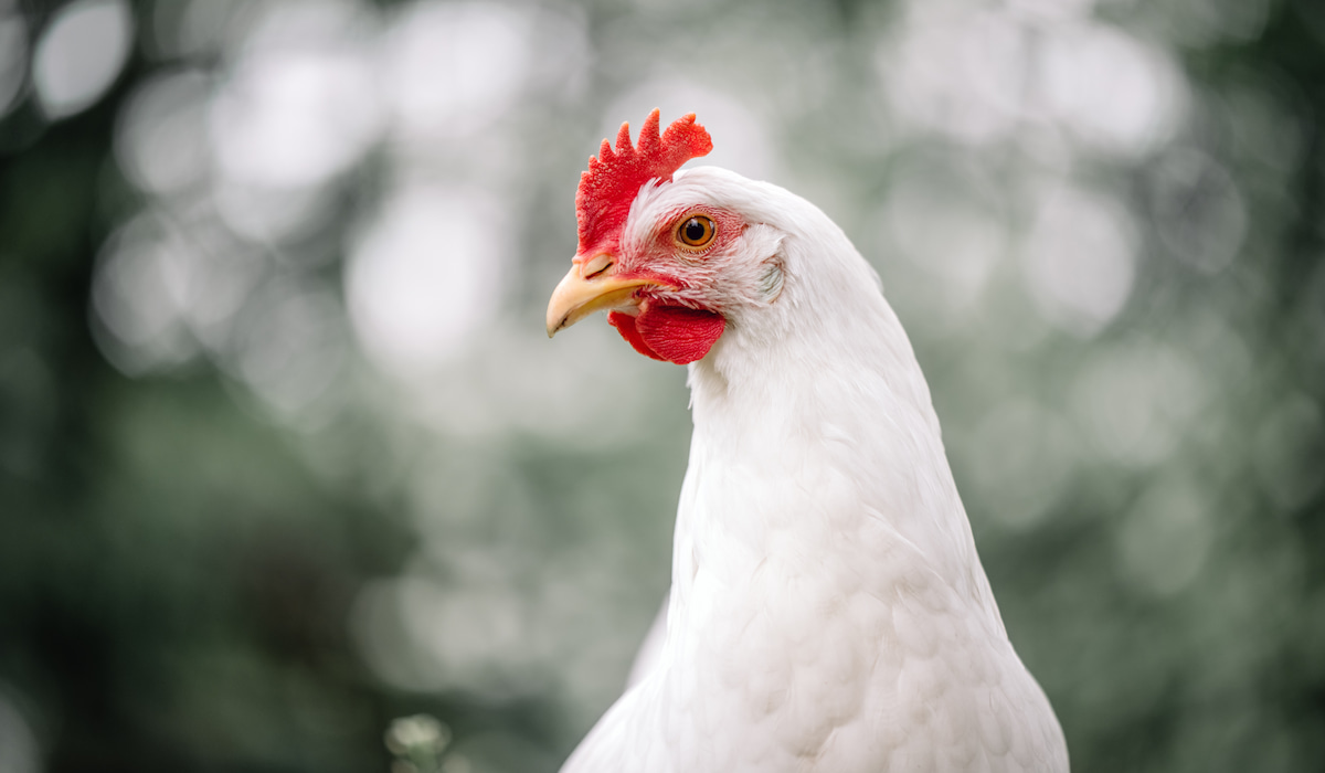 Leghorn Chicken Breed Profile - The Hip Chick
