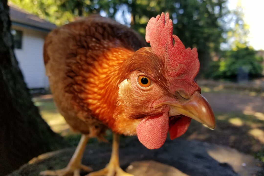 Golden Comet Chicken Breed Profile - The Hip Chick