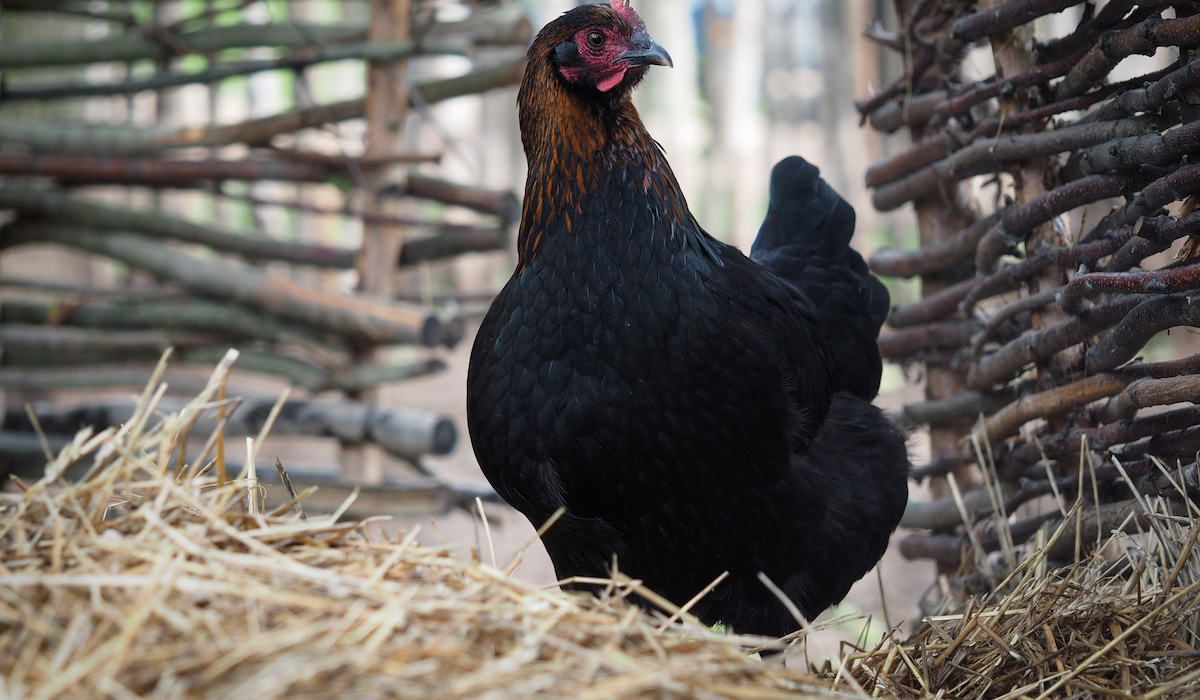 Maran Chicken Breed Profile - The Hip Chick