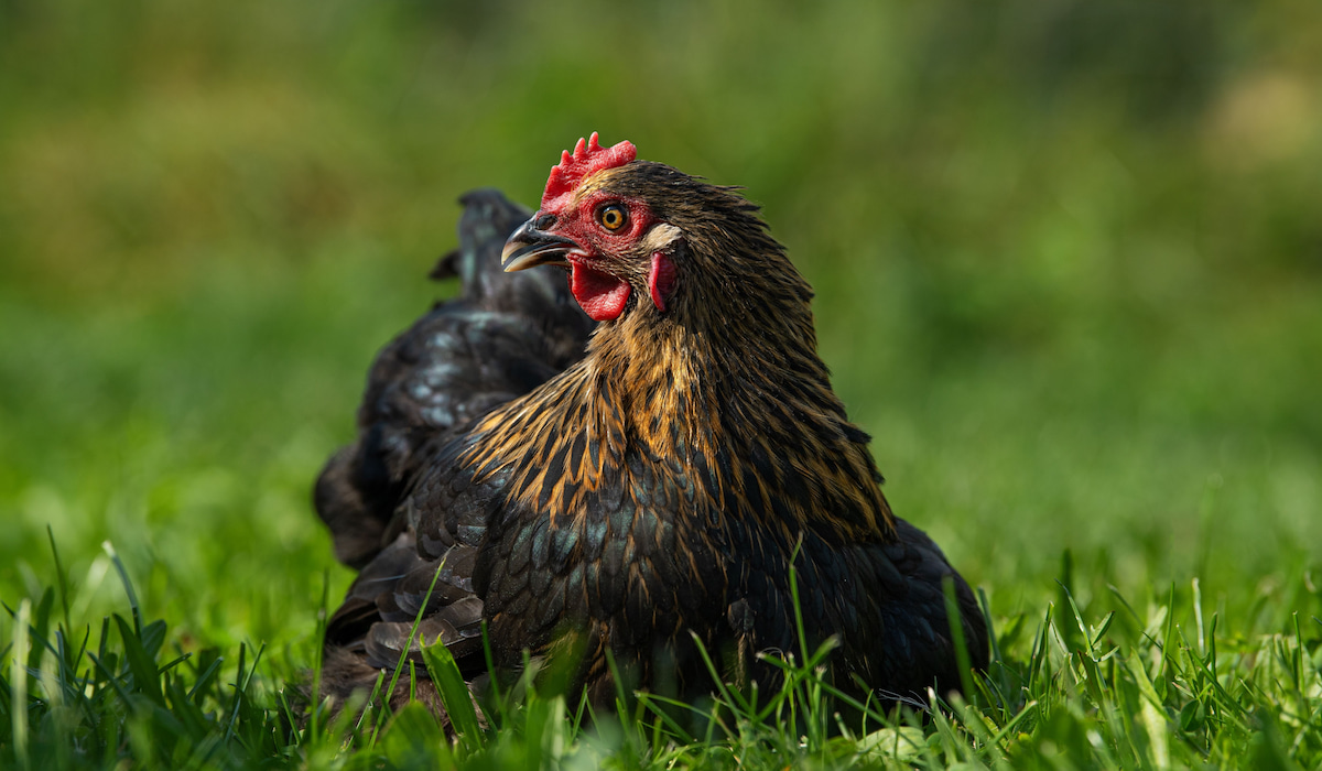 Maran Chicken Breed Profile - The Hip Chick