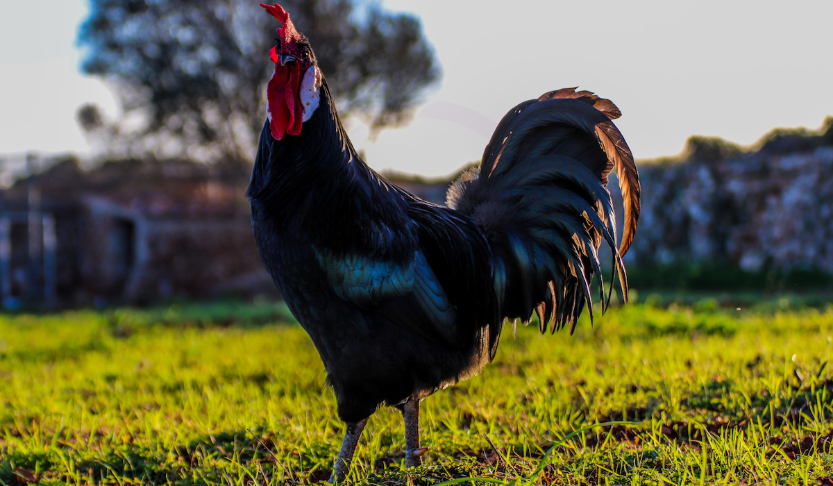 6 Best Egg Laying Chickens for Louisiana - The Hip Chick
