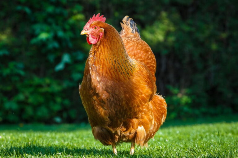 New Hampshire Red Chicken Breed Profile - The Hip Chick