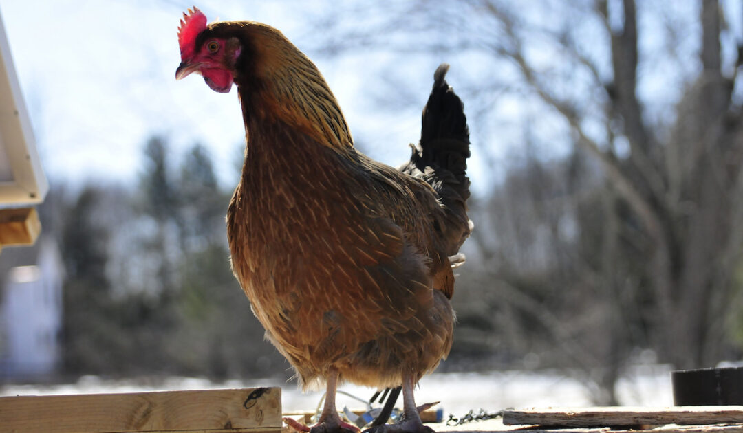9 Best Egg Laying Chickens for Arkansas - The Hip Chick
