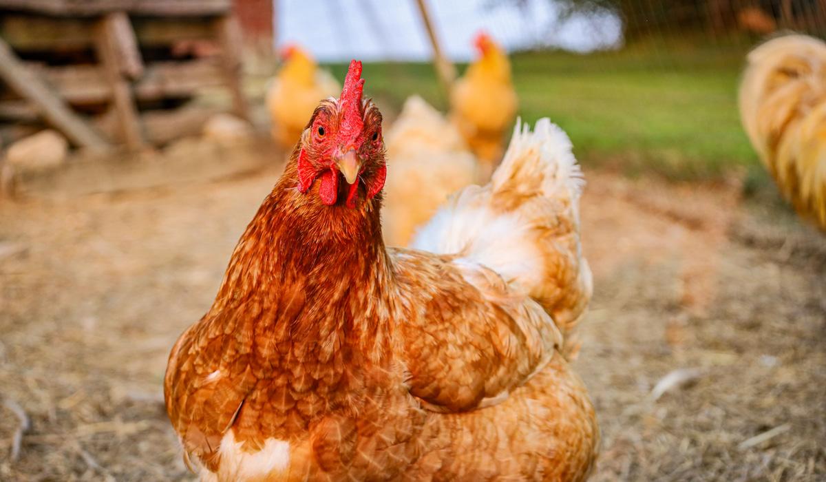 Rhode Island Red Chicken Breed Profile - The Hip Chick