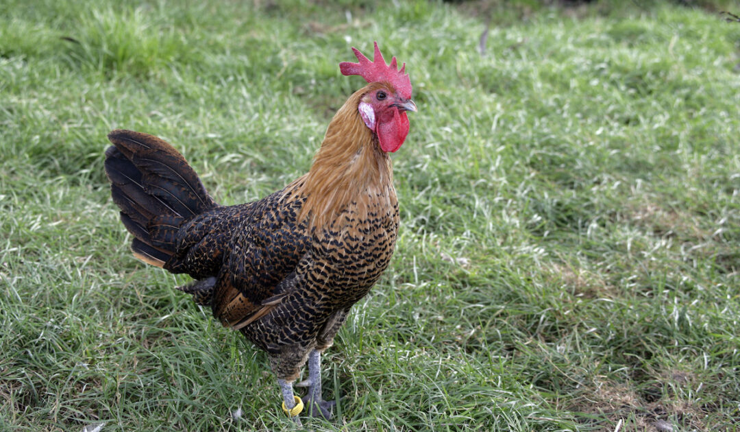 Campine Chicken Breed Profile - The Hip Chick